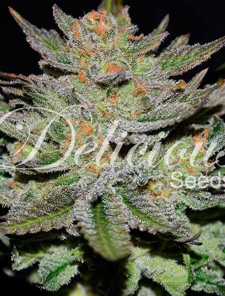 King Seeds - Semente de Maconha - Envio para todo Brasil